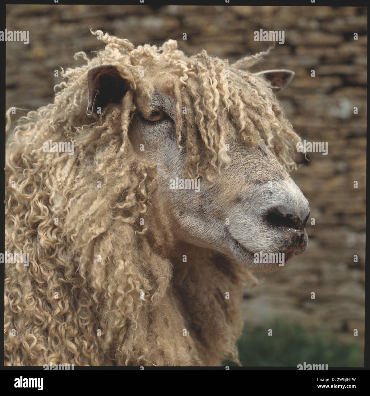 Leicester Longwool Sheep Stock Photo - Alamy