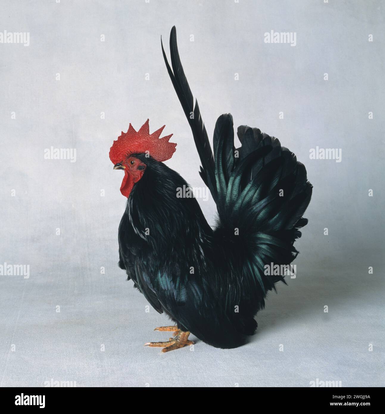 Black Scots Dumpy Male Stock Photo - Alamy