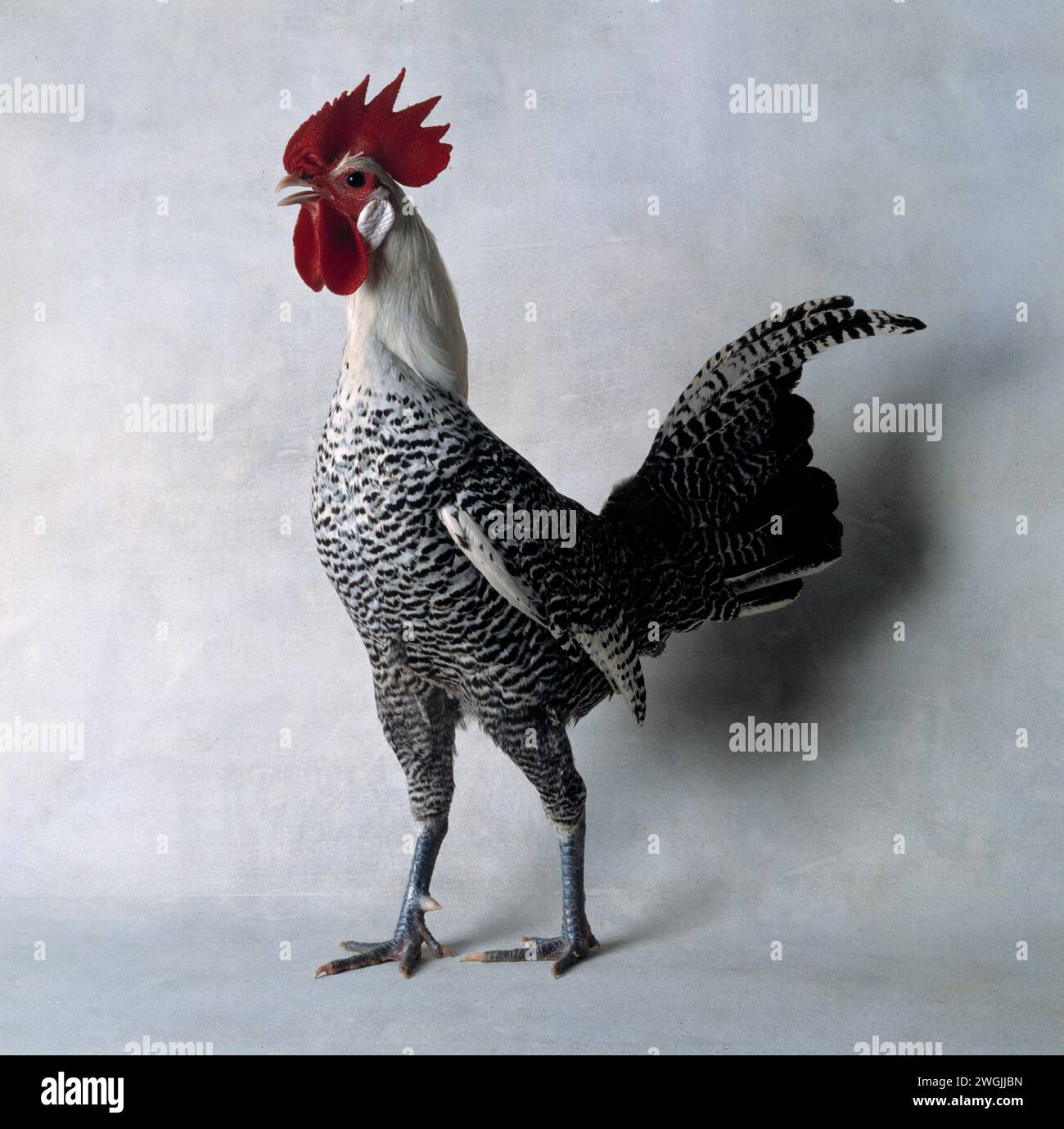 Campine hi-res stock photography and images - Alamy