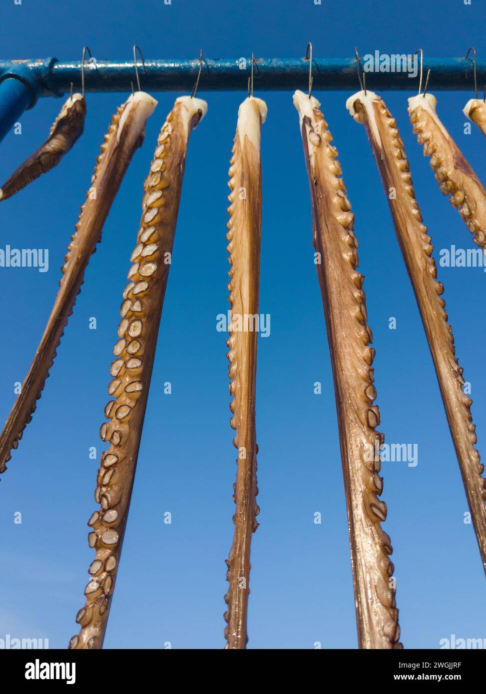 octopus tentacles dried in the sun Stock Photo - Alamy