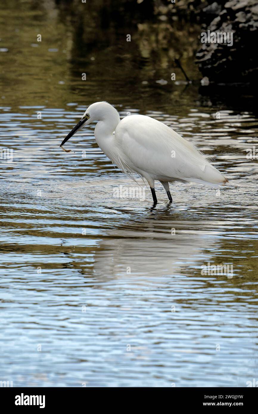 Small fish eating bird hi-res stock photography and images - Alamy