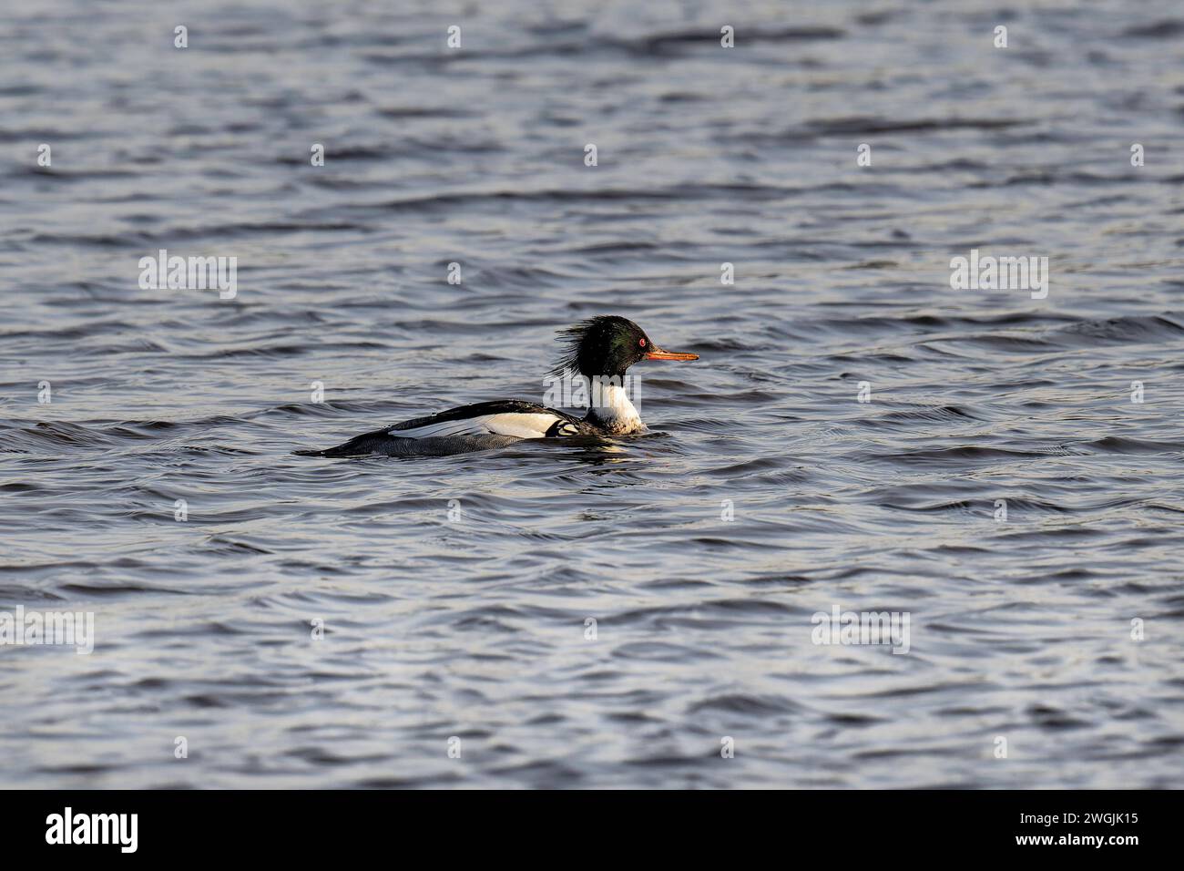Black breasted duck hi-res stock photography and images - Alamy
