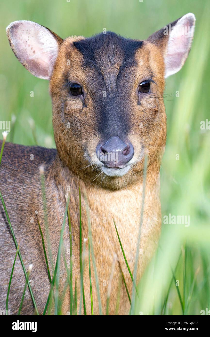 Non native muntjac deer hi-res stock photography and images - Alamy