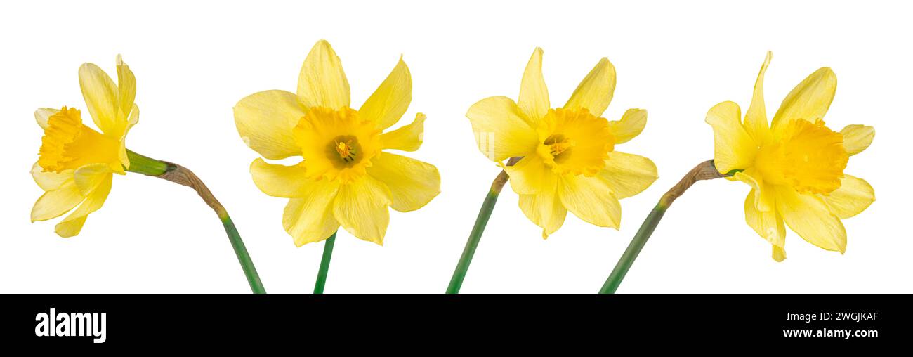 Set, collection of single yellow flowers Daffodils isolated on white ...