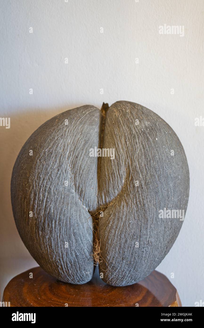 Seychelles nut hi-res stock photography and images - Alamy