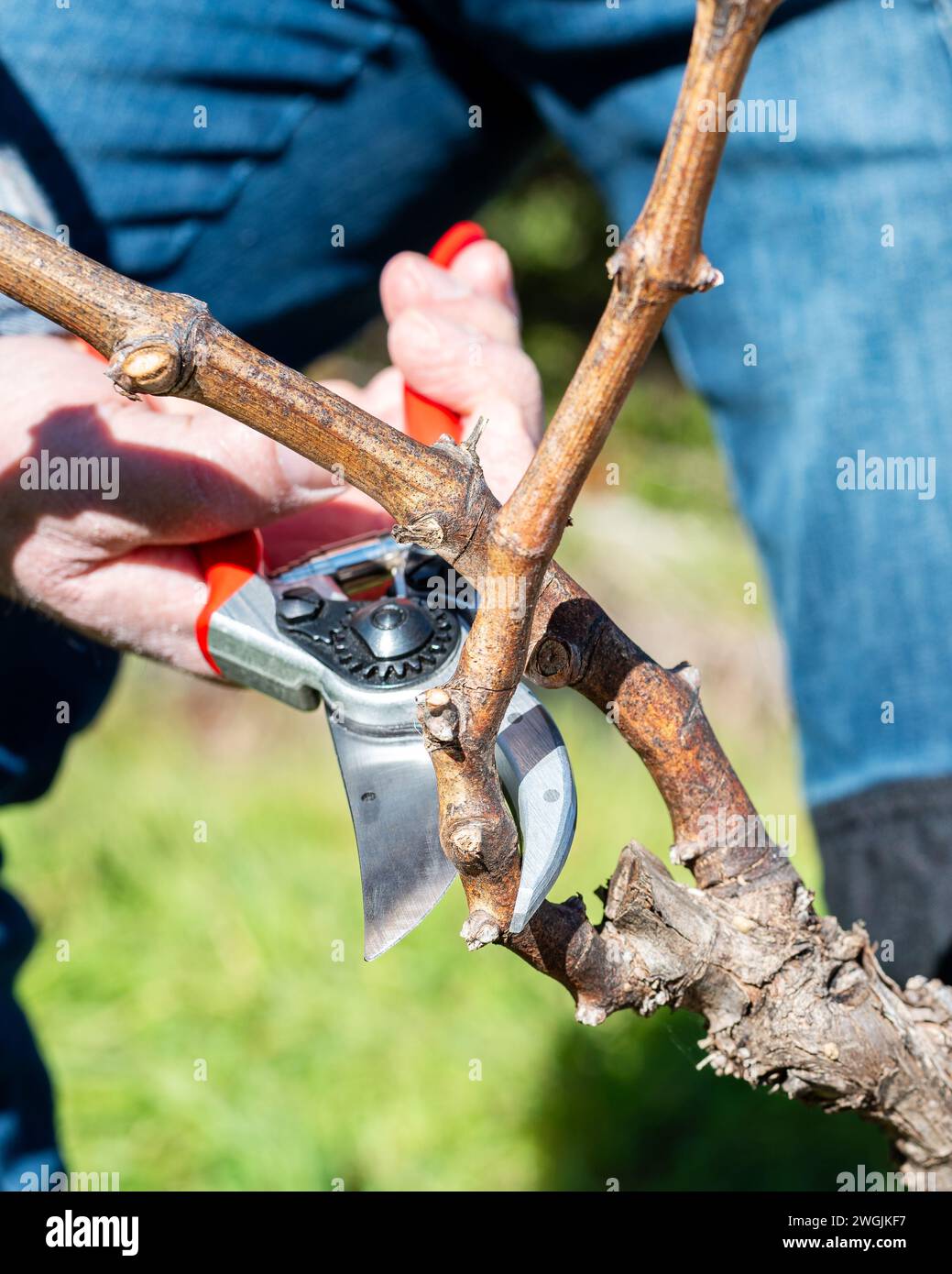Winegrower pruning the vineyard with professional steel scissors ...