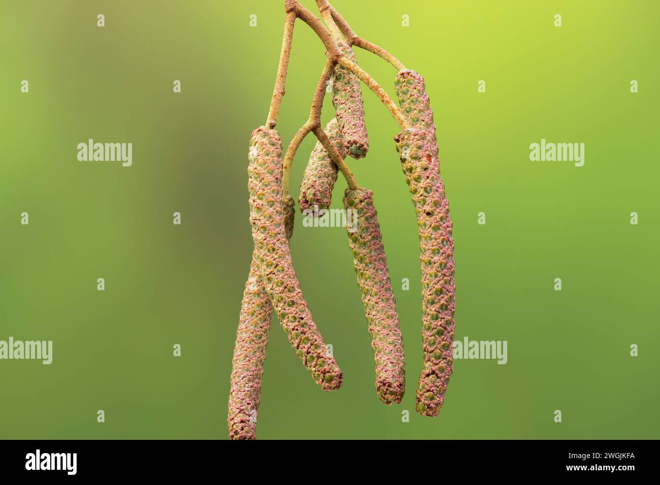 close up of catkins of common alder, Alnus glutinosa, Norfolk, United ...