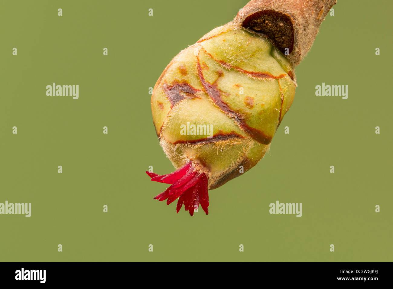 close up photograph of female flower of Hazel, Corylus avellana ...
