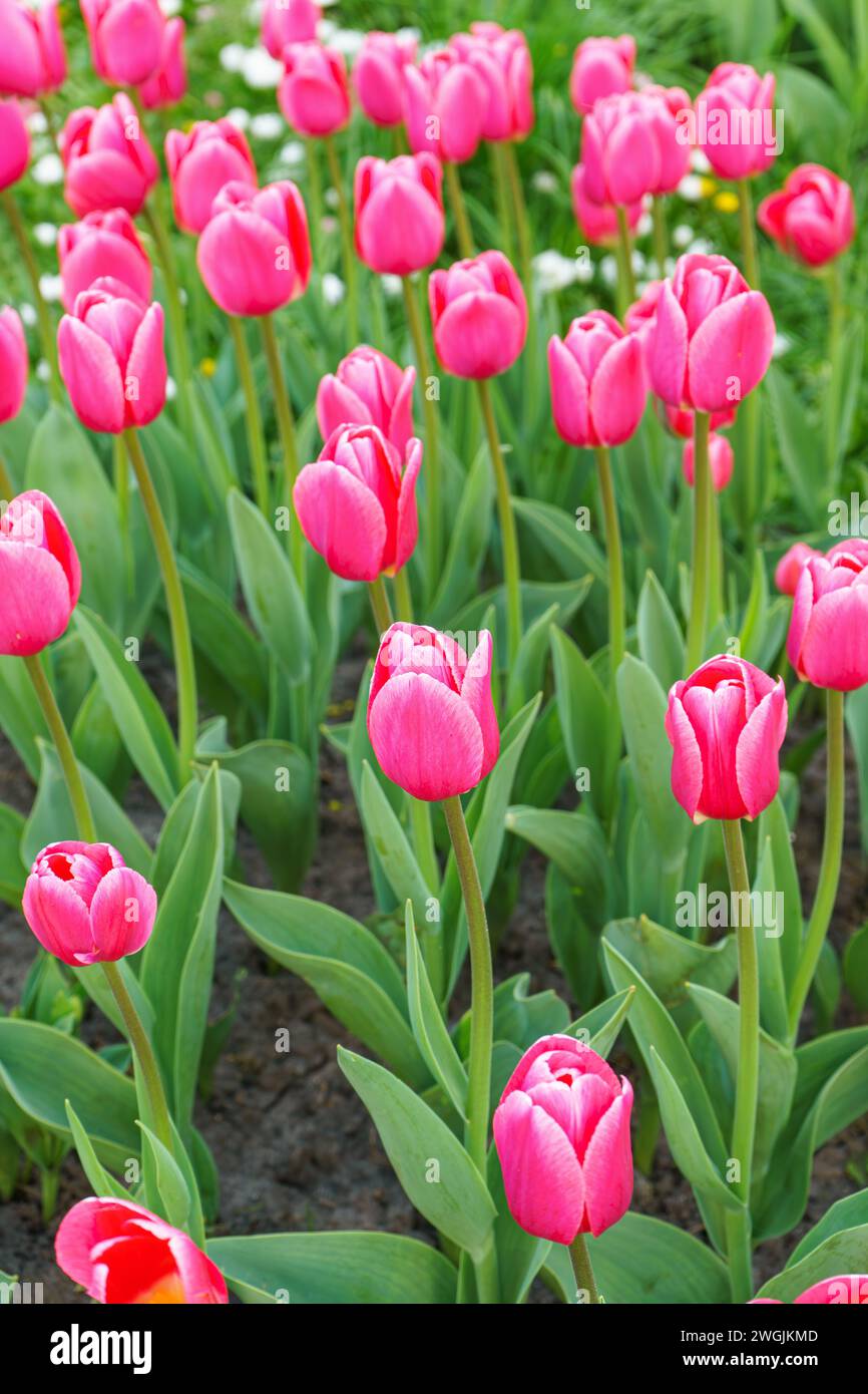 Pink tulips Debutante flowers with green leaves blooming in a meadow ...