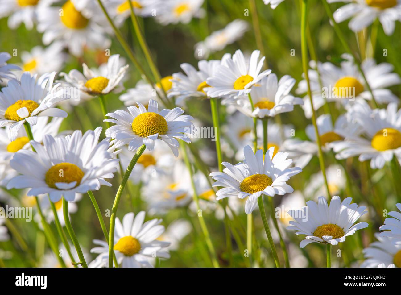 Wild daisy flowers growing on meadow, lawn, white chamomiles on green ...