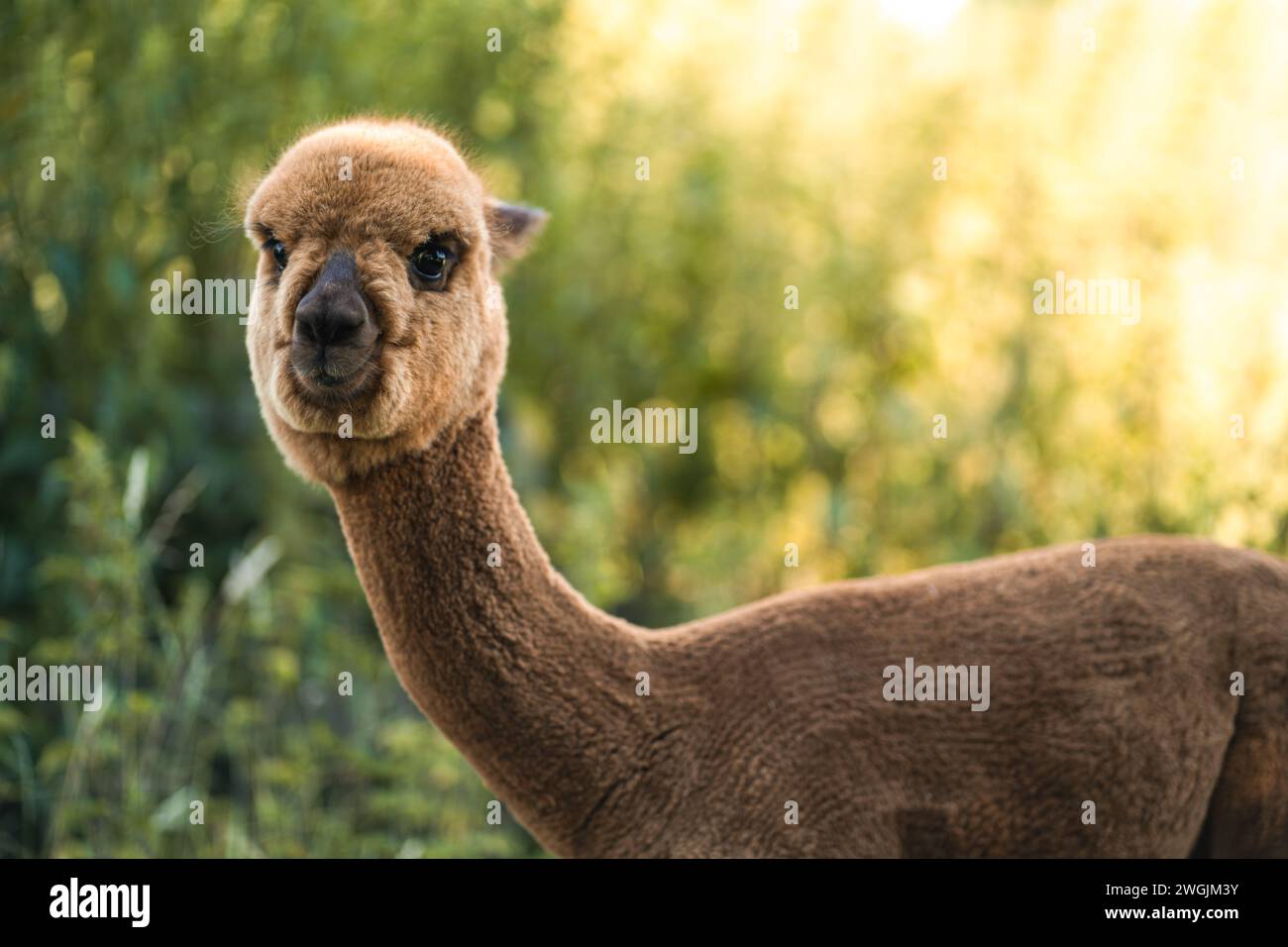 Cute brown baby alpaca front portrait, small fluffy animal and domestic ...