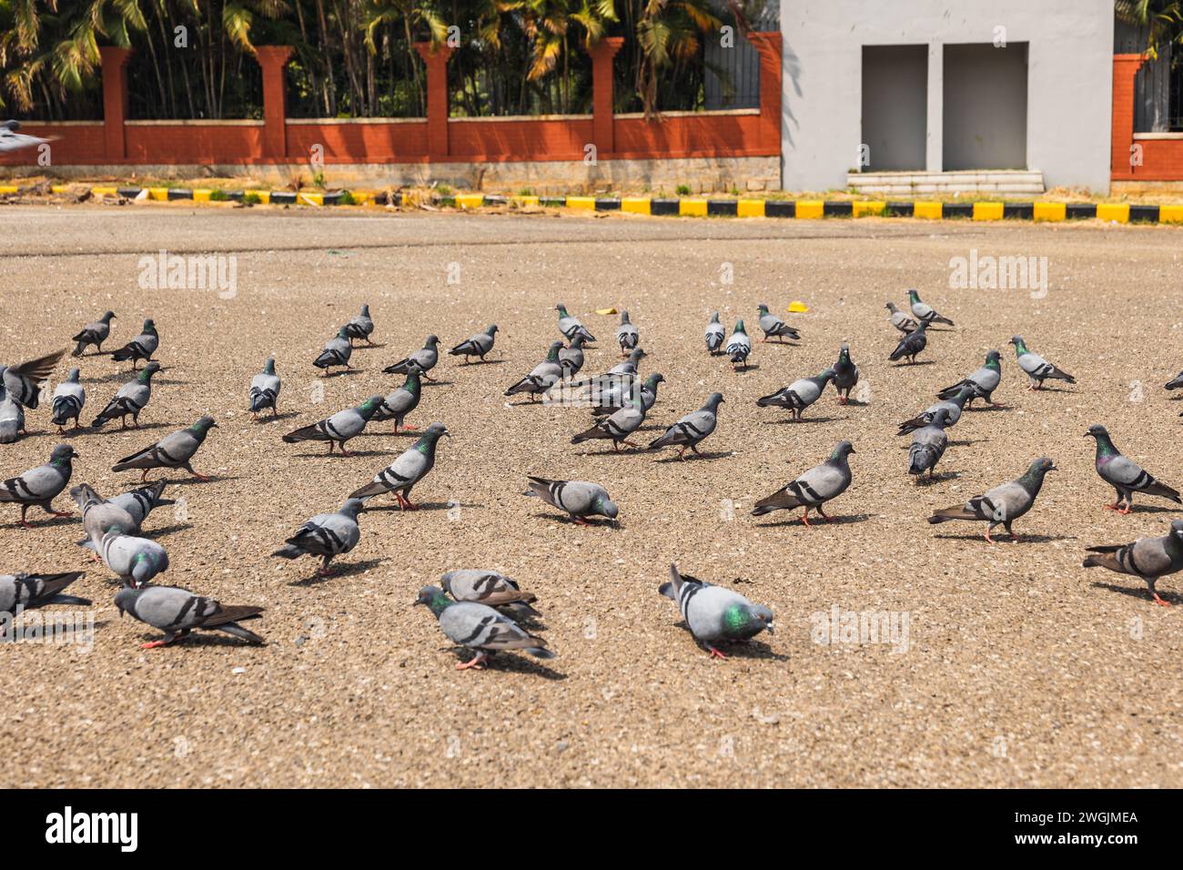 Cityscape city birds animal metropolitan urban birds hi-res stock ...