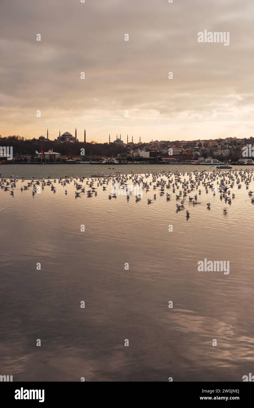 Waterfowl on riverbank hi-res stock photography and images - Alamy