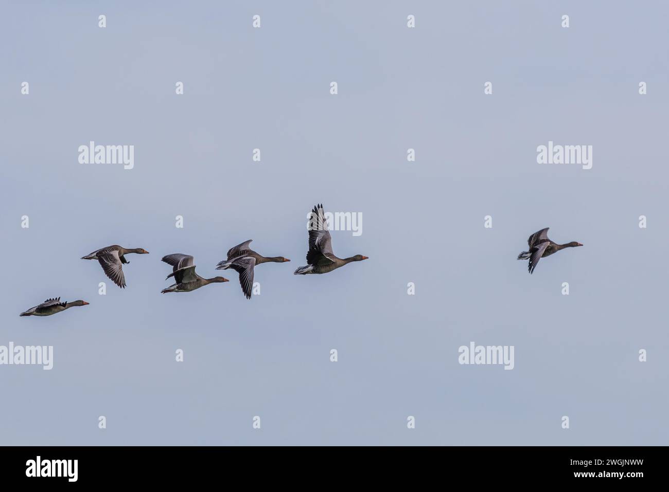 Wild geese flying Stock Photo - Alamy