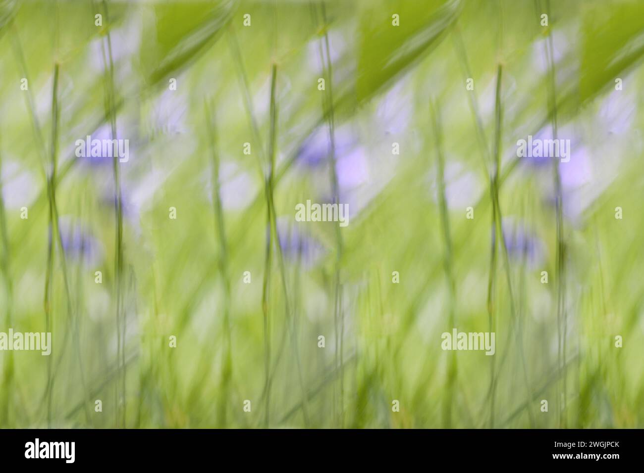 Bluebells background hi-res stock photography and images - Alamy