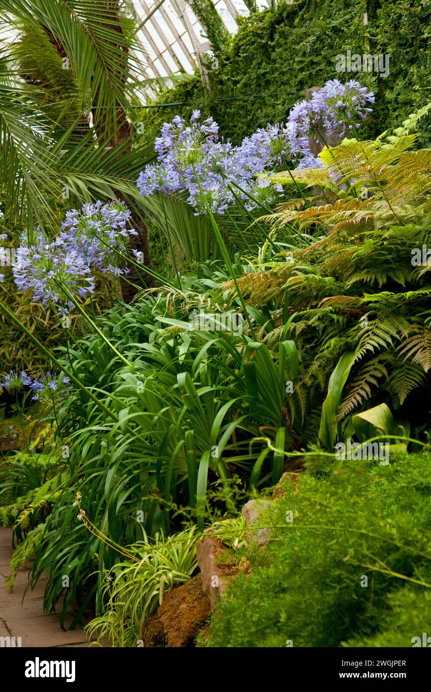 Exotic plants in greenhouse with blue Agapanthus. Palms and tropical ...