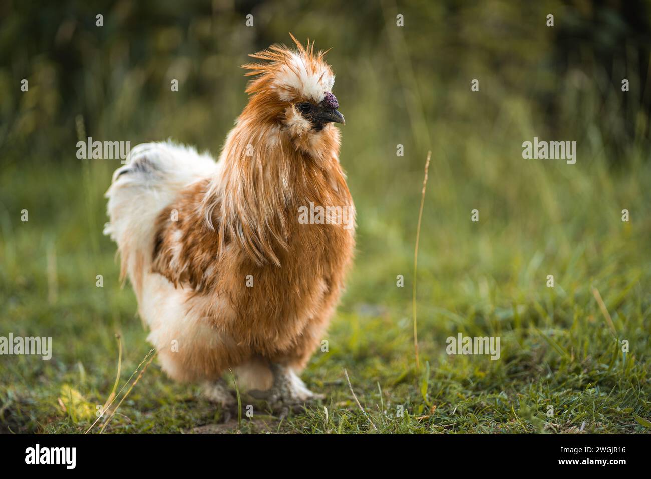 Portrait of rare breed of fluffy chicken, silky hen on green grass of ...