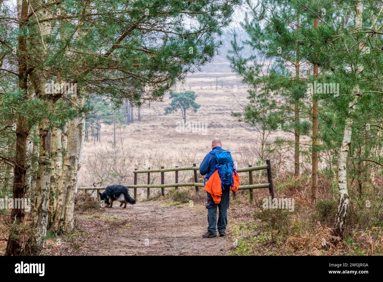 A walker with his dog at Dersingham Bog nature reserve , Wolferton ...