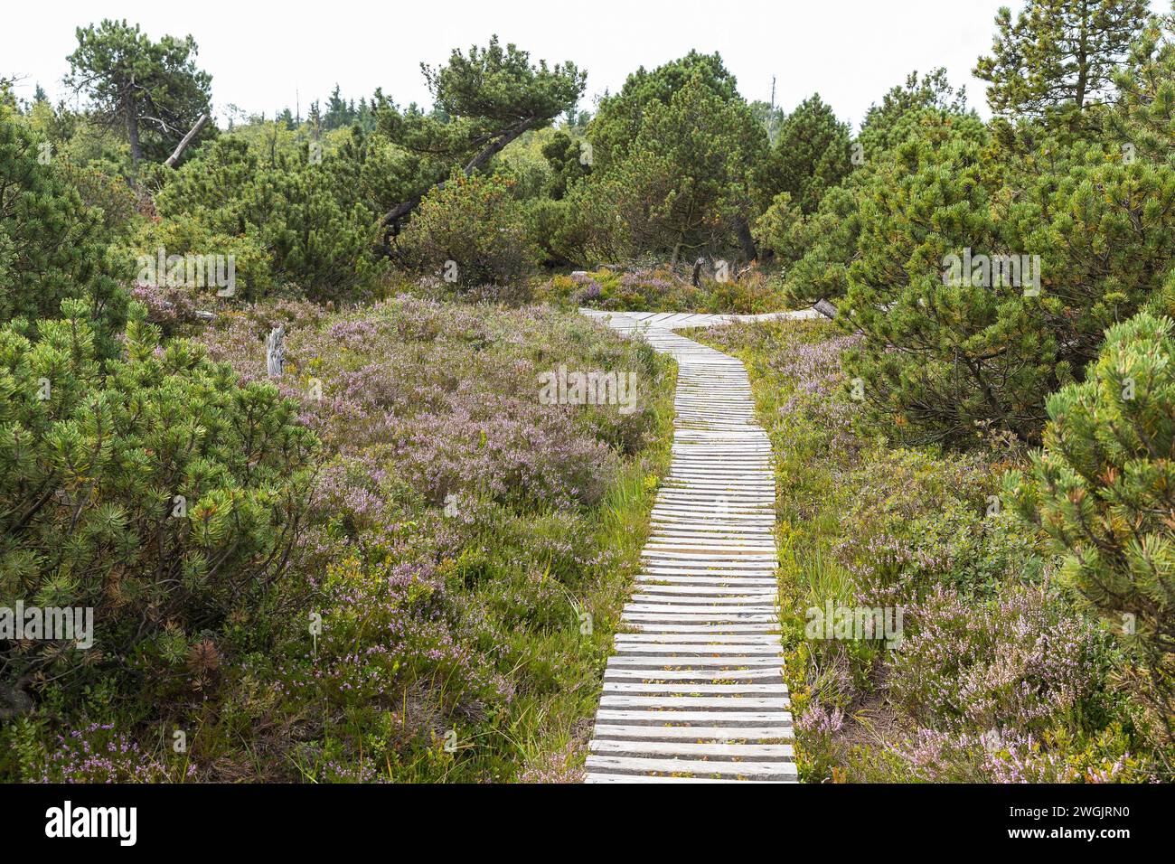 Bohlenweg durch das Naturschutzgebiet Georgenfelder Hochmoor, Zinnwald ...