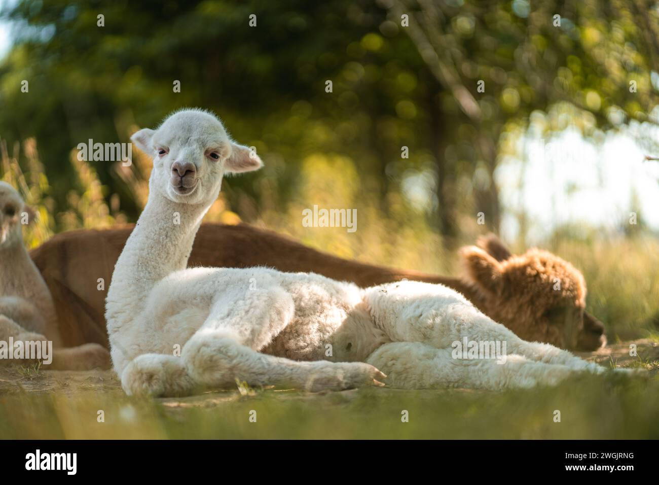 Cute baby white and brown friendly alpaca friends lying on green grass ...