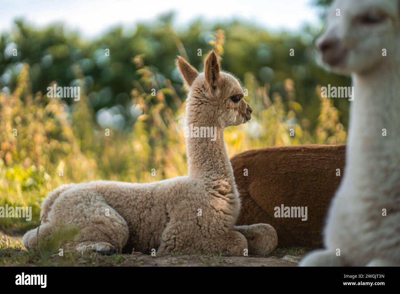 Cute baby friendly alpaca friends on funny portrait together, alpaca ...