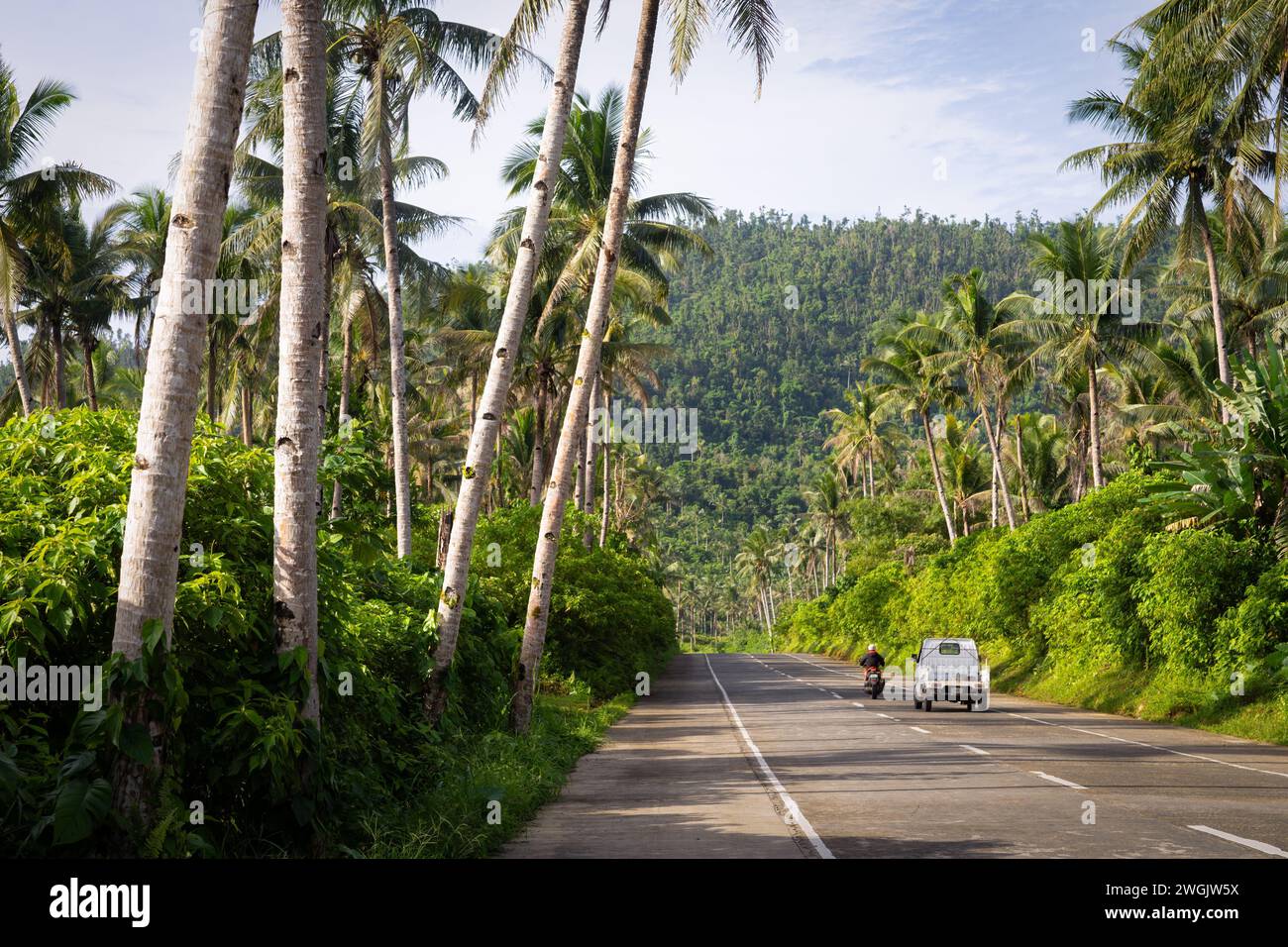 The Coconut Road in Siargao, Philippines - A scenic pathway lined with ...