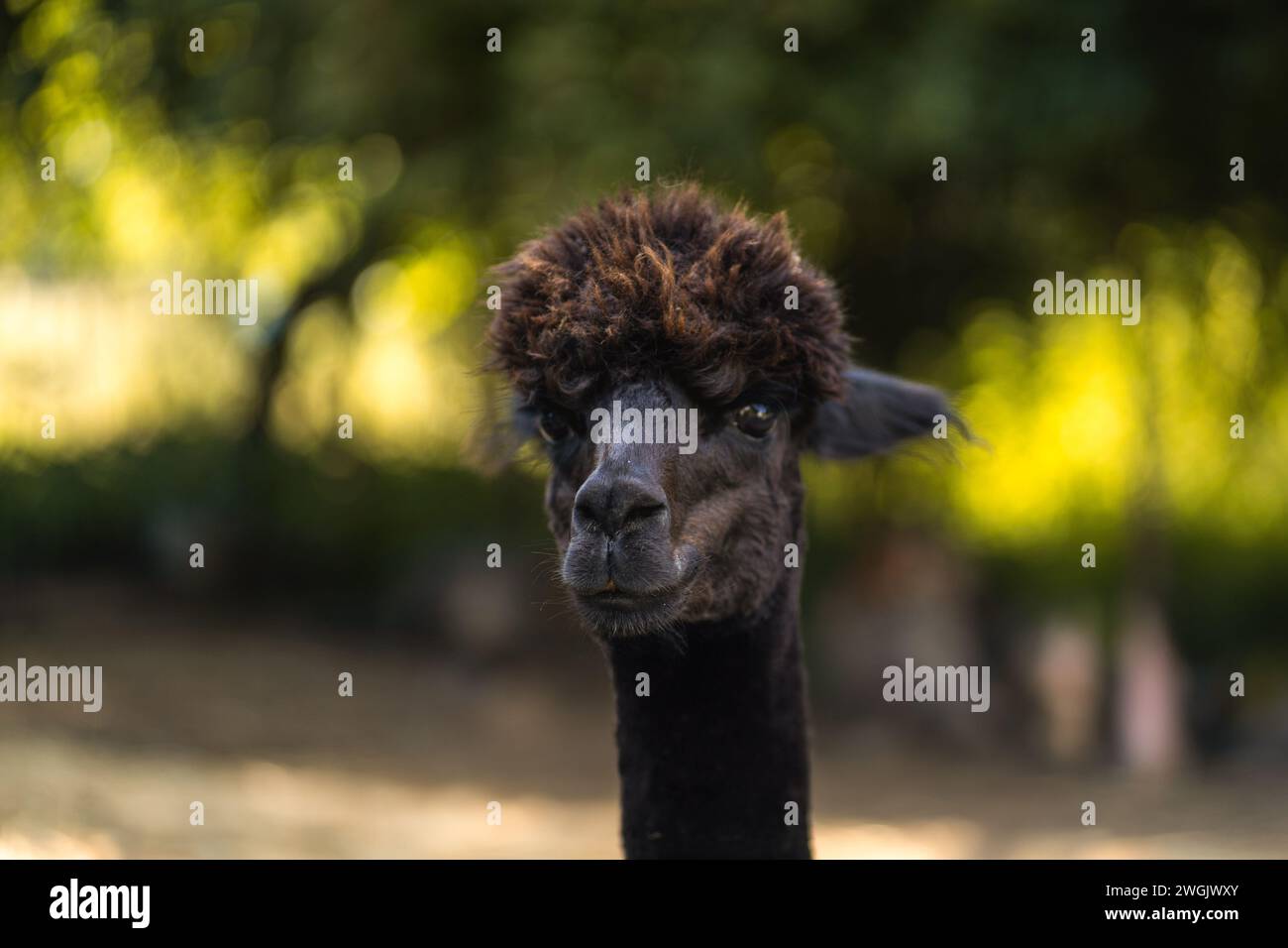 Black cria alpaca face and neck portrait, young funny animal looking at ...