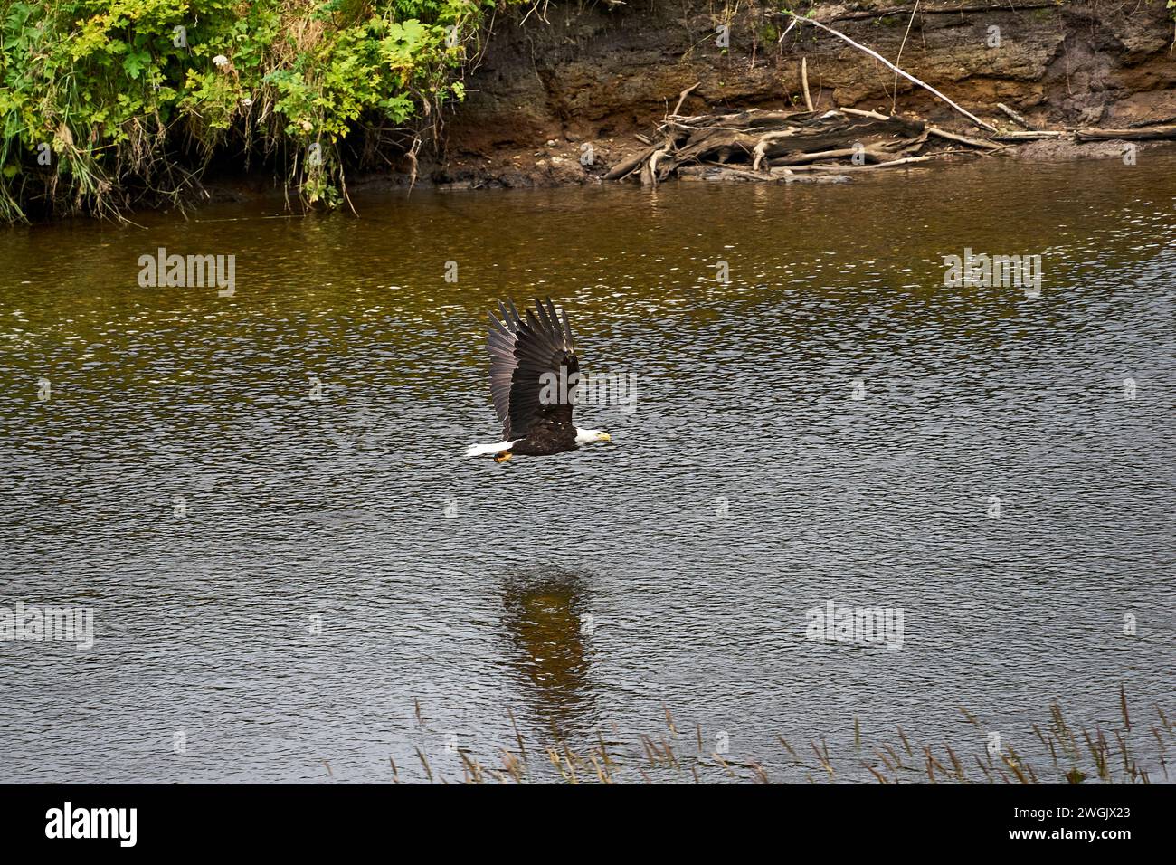Bald Eagle in flight, Alaska Stock Photo - Alamy