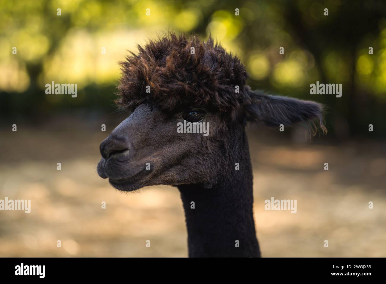Cute black alpaca neck portrait in summer nature, fluffy funny animal ...