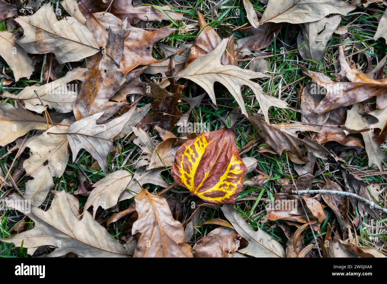 Season patterns hi-res stock photography and images - Alamy