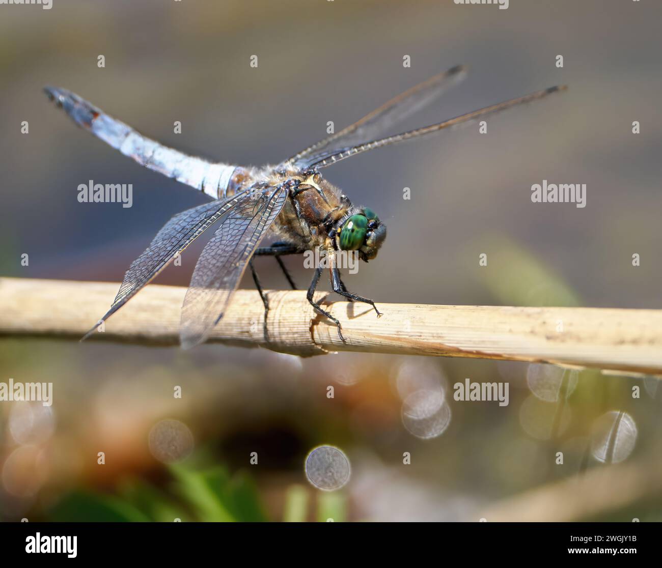 Black-tailed skimmer (Orthetrum cancellatum) male dragonfly on a dried ...