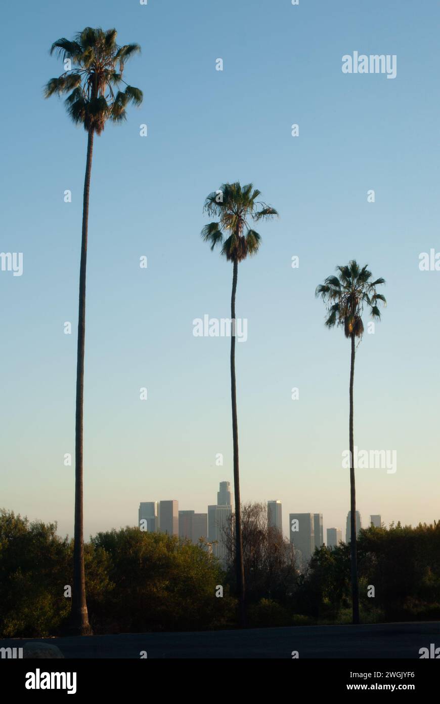 The three palm trees stand in front of a bustling urban cityscape. Los ...