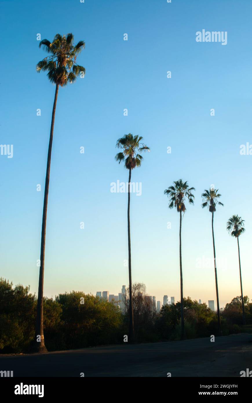 The palm trees stand in front of the cityscape of Los Angeles at sunset ...
