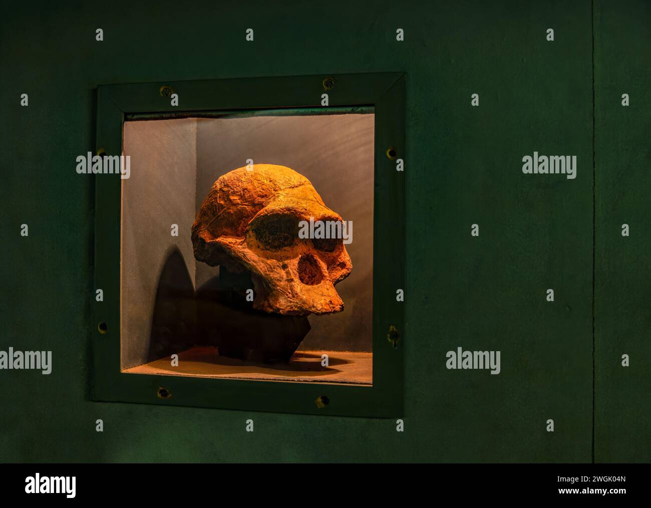 Cranium hi-res stock photography and images - Alamy
