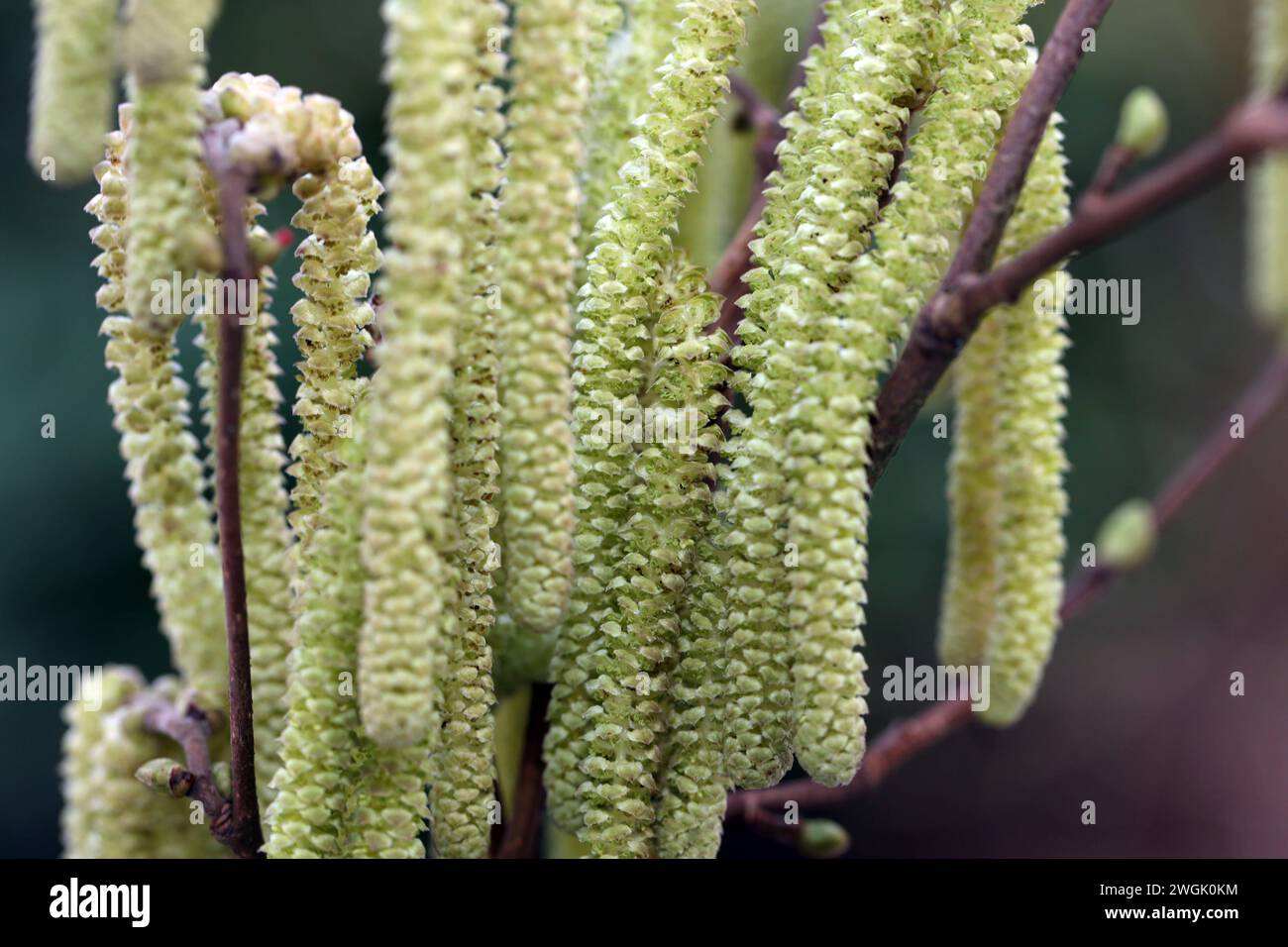 Male hazelnut blossom hi-res stock photography and images - Alamy