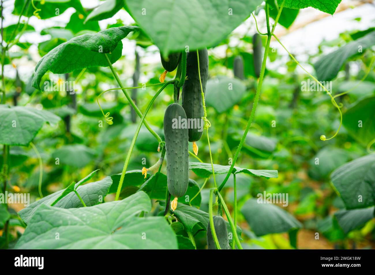 growing big tasty cucumbers in huge greenhouse Stock Photo - Alamy