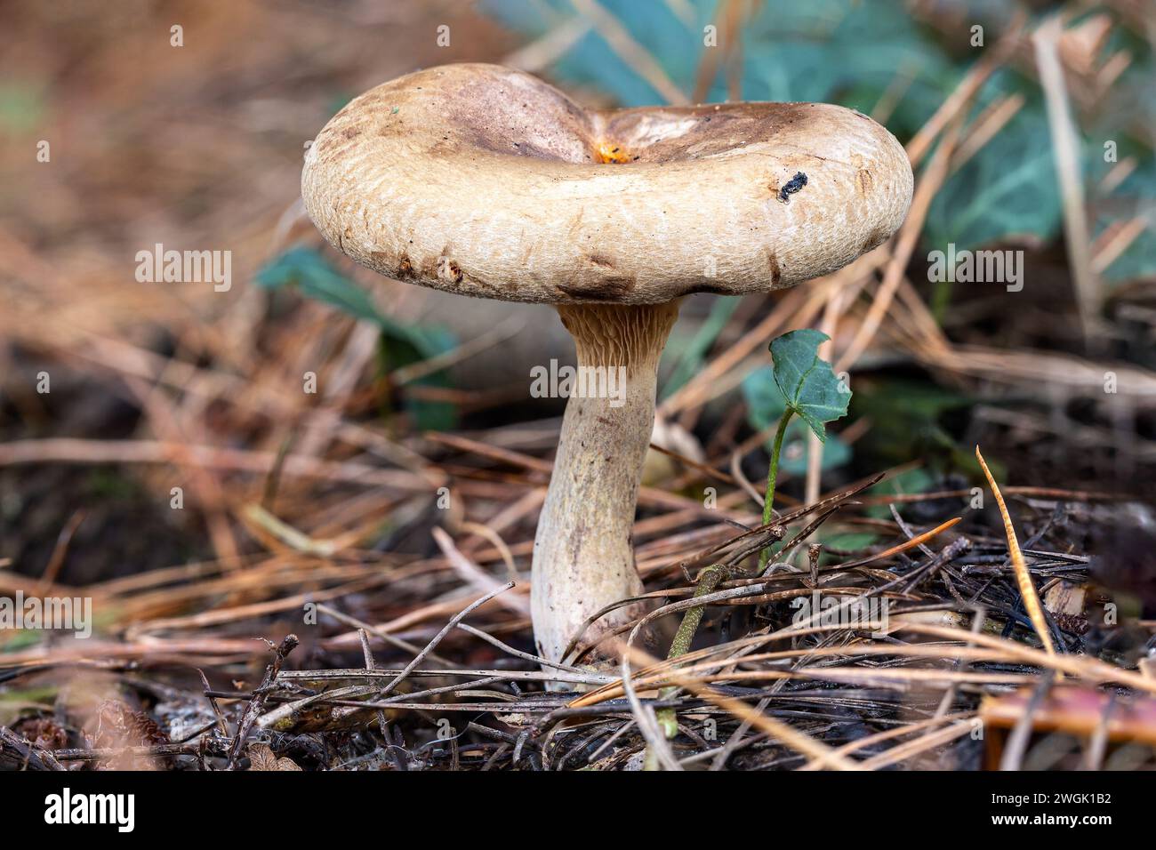 Common rollrim hi-res stock photography and images - Alamy