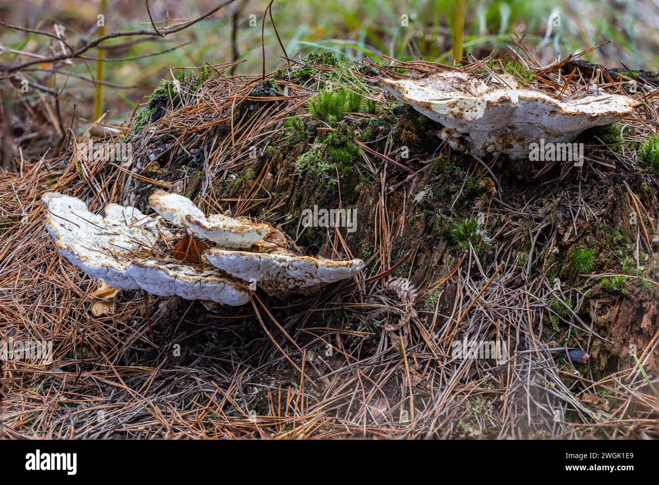 Root rot hi-res stock photography and images - Alamy