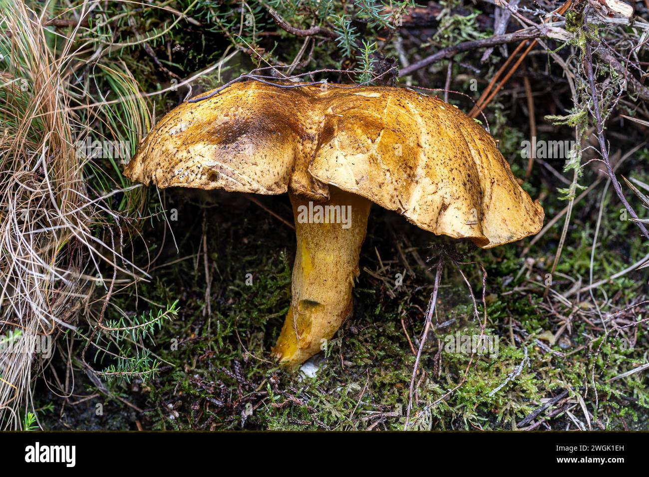 Velvet Bolete, Sherford Bridge, Dorset, UK Stock Photo - Alamy