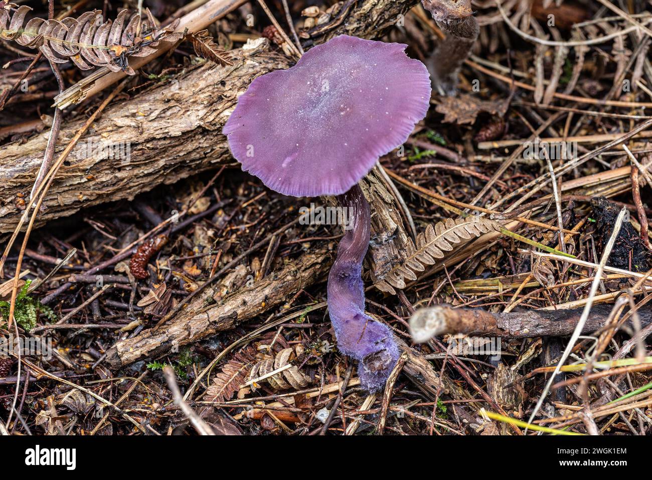 Amethyst Deceiver, Sherford Bridge, Dorset, UK Stock Photo - Alamy