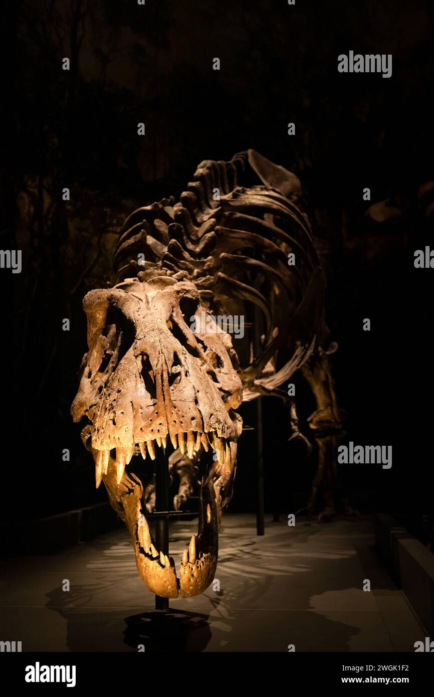 Tyrannosaurus rex skeleton hi-res stock photography and images - Alamy