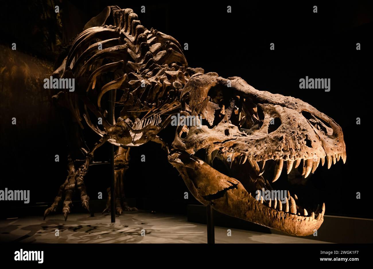Tyrannosaurus rex fossil teeth hi-res stock photography and images - Alamy