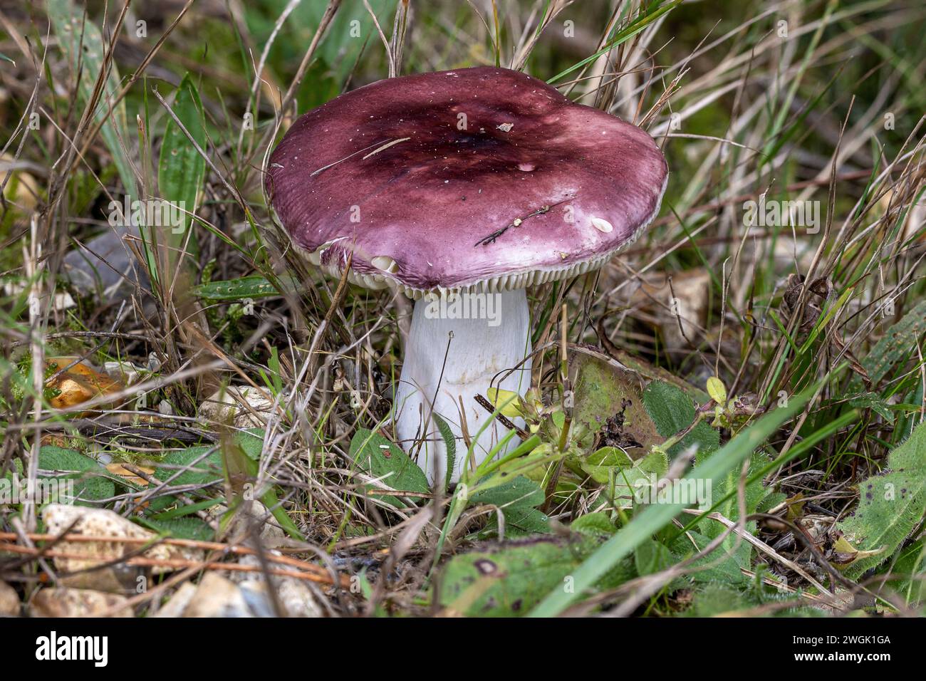 Fragile brittlegill, Sherford Bridge, Dorset, UK Stock Photo - Alamy