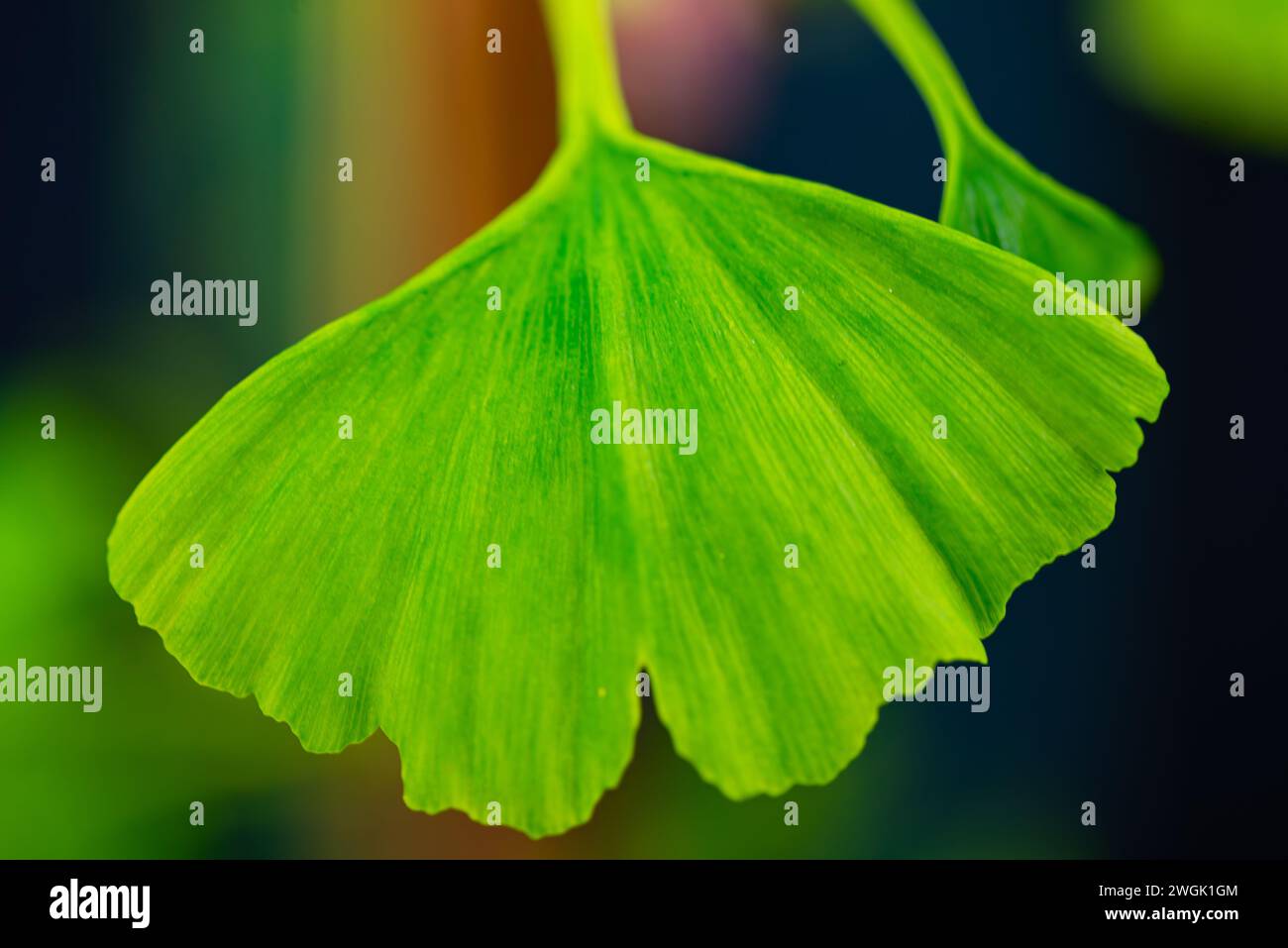 Ginkgo blatt hi-res stock photography and images - Alamy