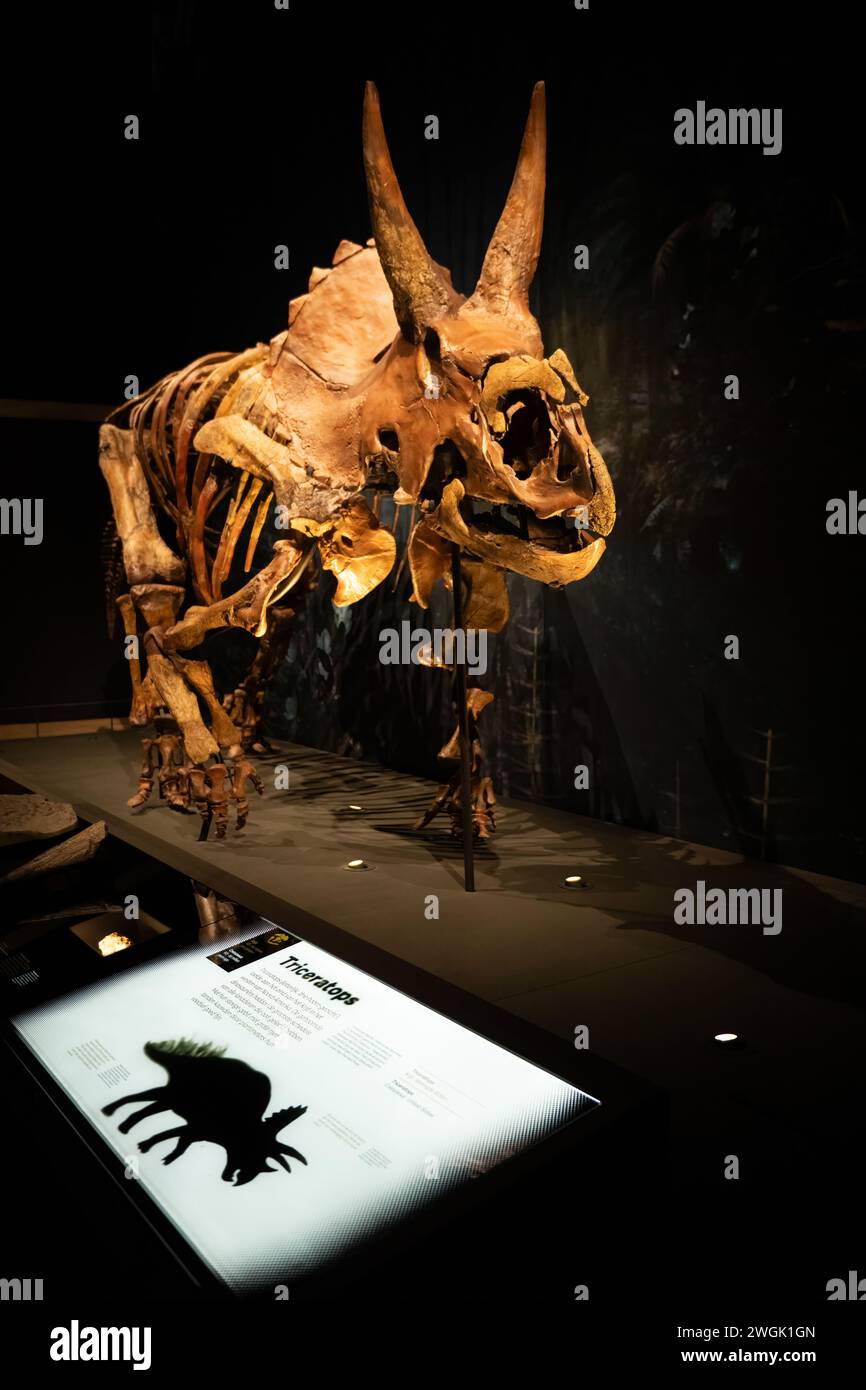 Strong skeleton hi-res stock photography and images - Alamy