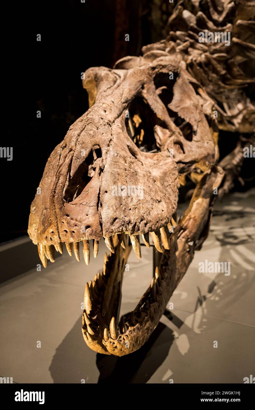 tyrannosaurus rex skeleton Stock Photo - Alamy