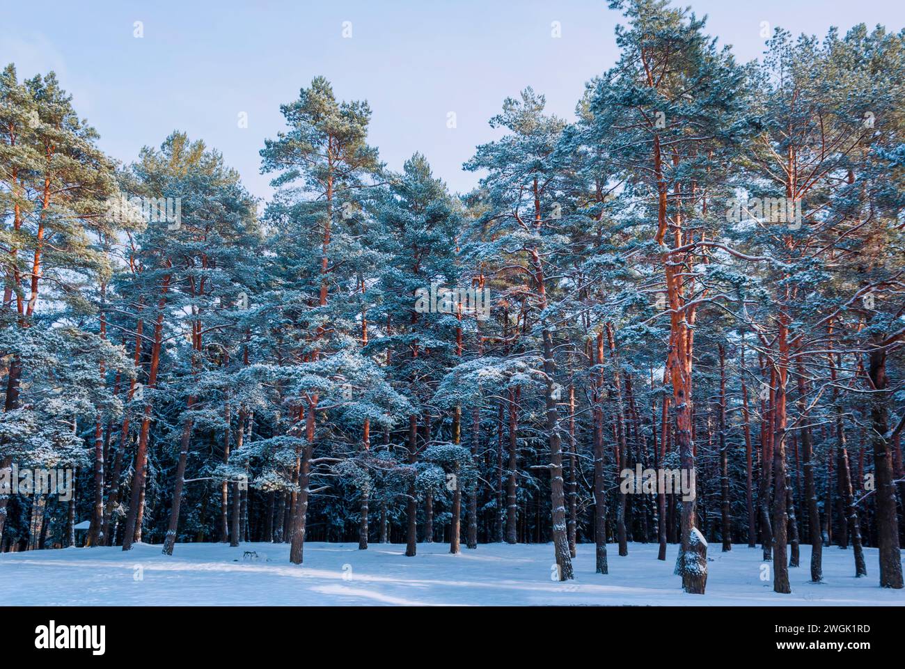 Frosty winter landscape in a snowy forest. sunny day Stock Photo - Alamy