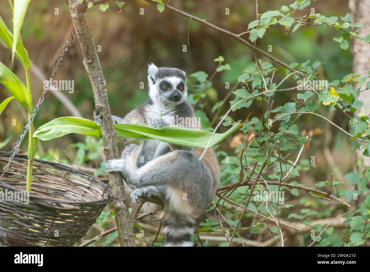 Portrait of a ring tailed lemur (Lemur catta) climbing a tree Stock ...