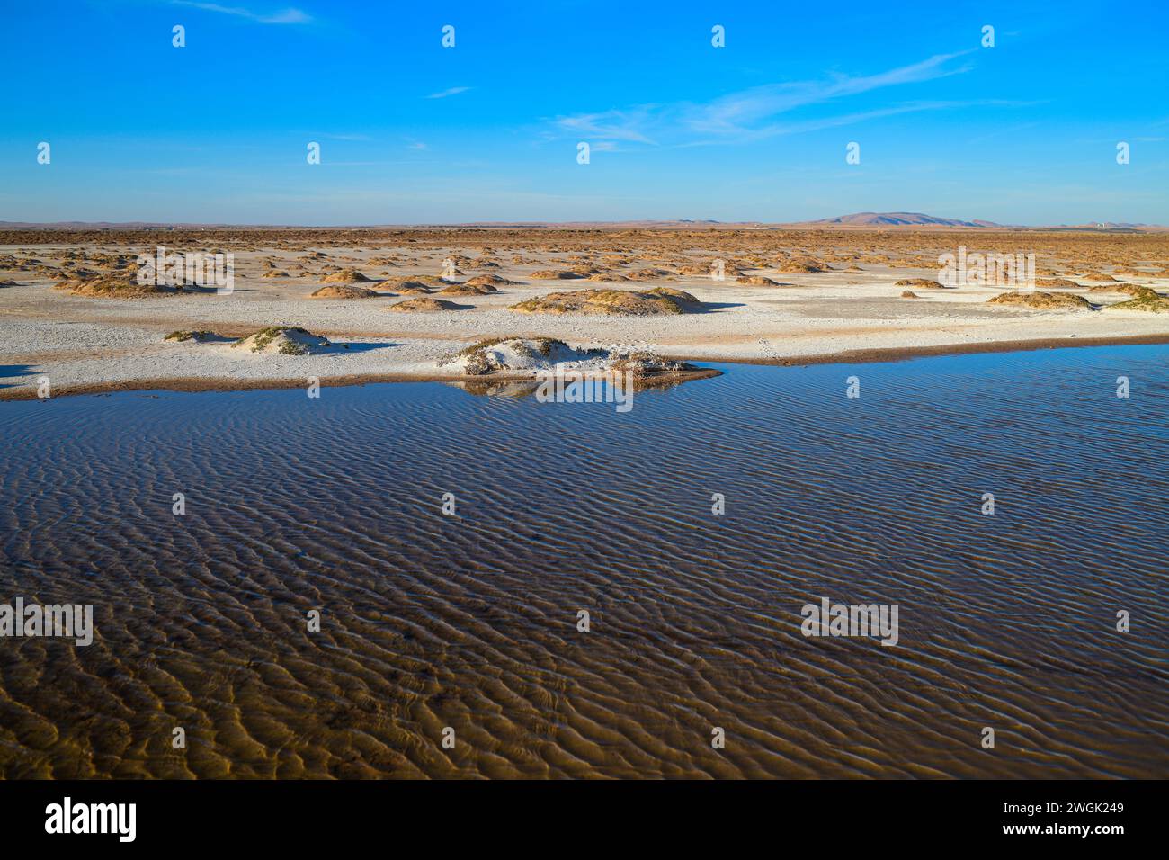 Salicornia salt marsh hi-res stock photography and images - Alamy