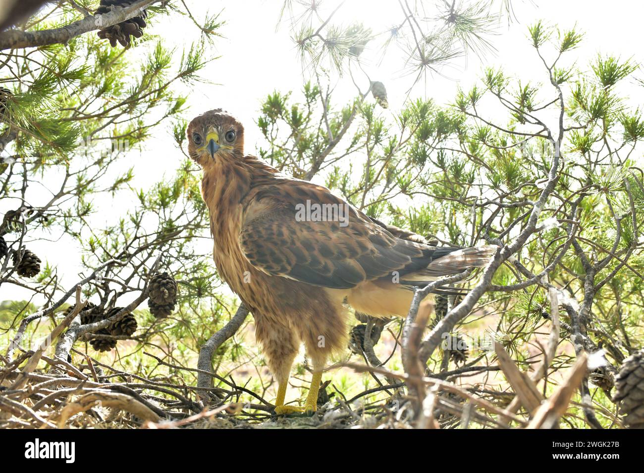 Long legged buzzard bird hi-res stock photography and images - Alamy